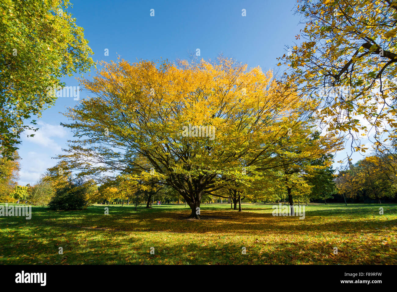 Hornbeam tree in Autumn in Kensington Gardens Stock Photo - Alamy