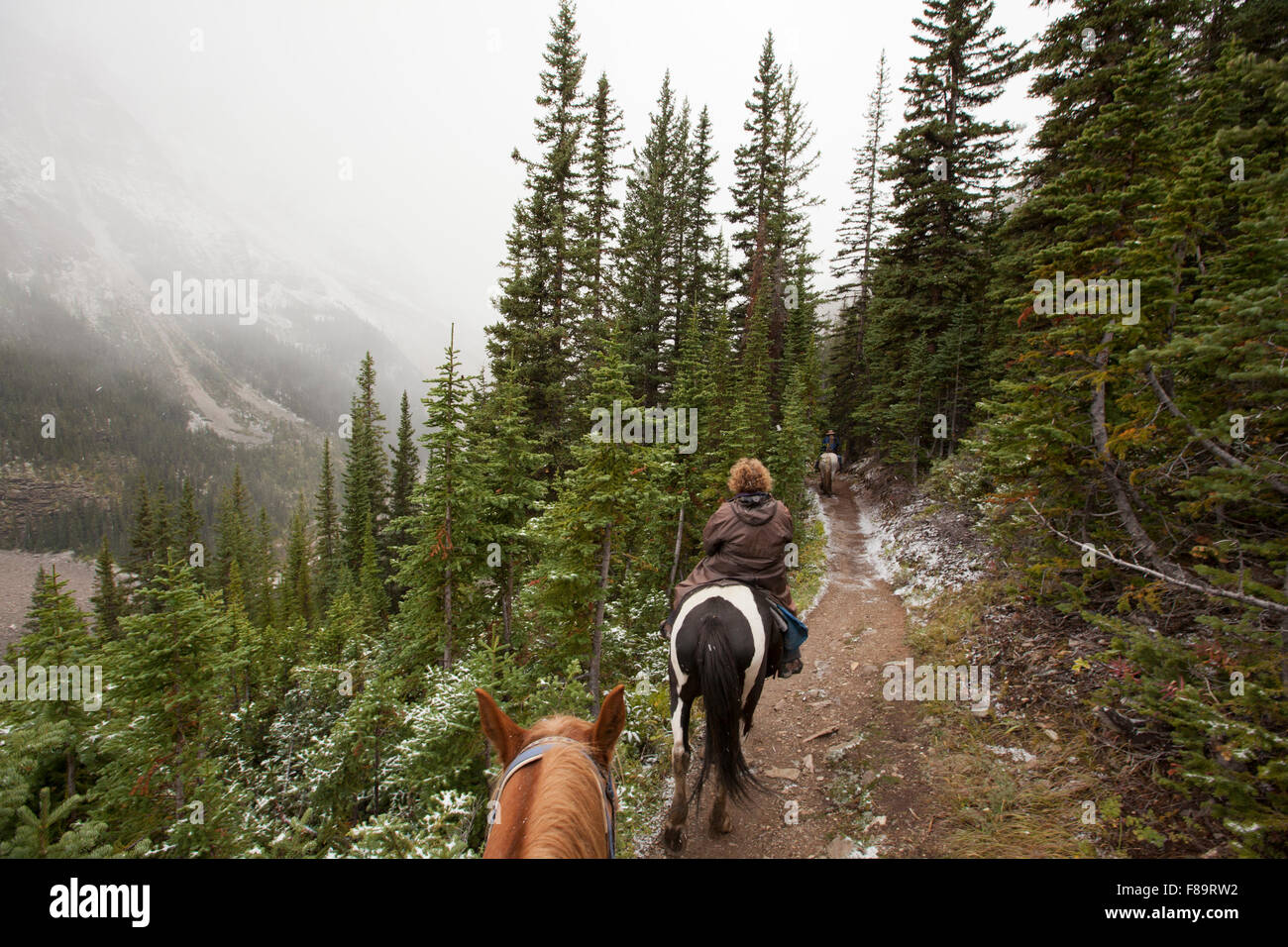 Horse forest hi-res stock photography and images - Alamy