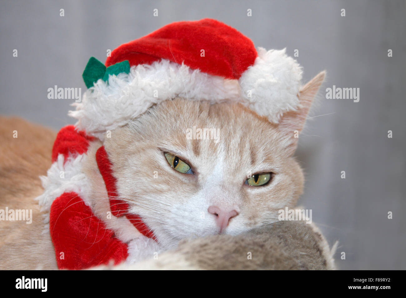 Cat with christmas costume hi-res stock photography and images - Alamy