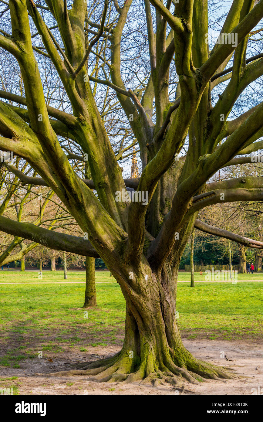 Hornbeam Tree in Kensington Gardens Stock Photo - Alamy