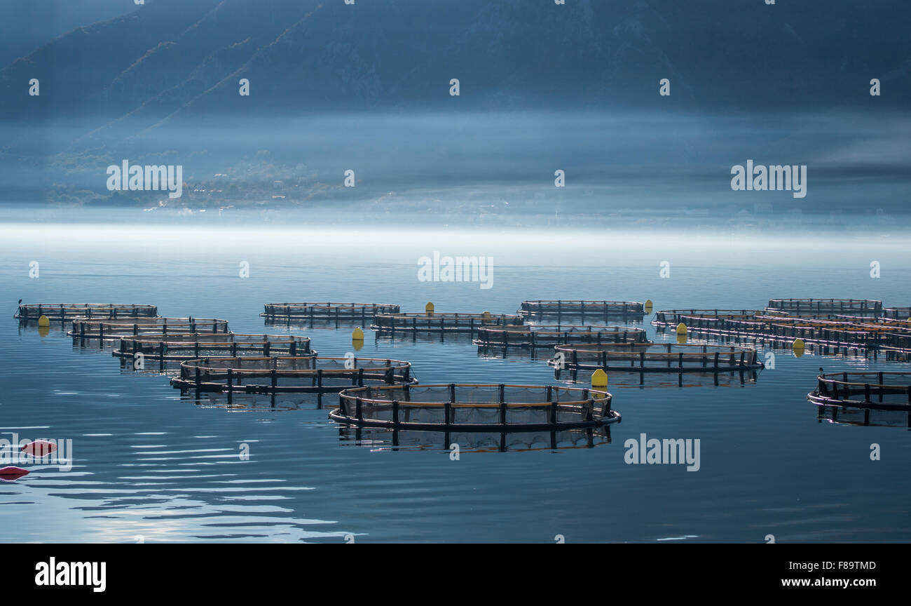 Big Cages for fish farming in Montenegro Stock Photo - Alamy