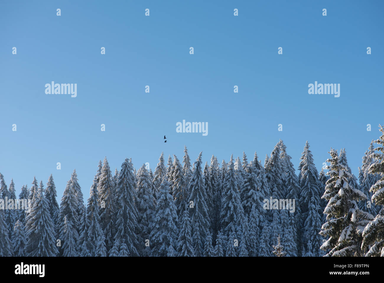 winter sunset, pine tree forest background covered with fresh snow ...