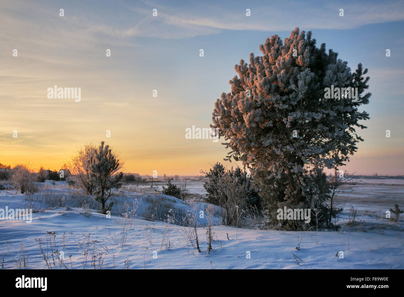Winter Morning in Belarus. January near Minsk Stock Photo - Alamy