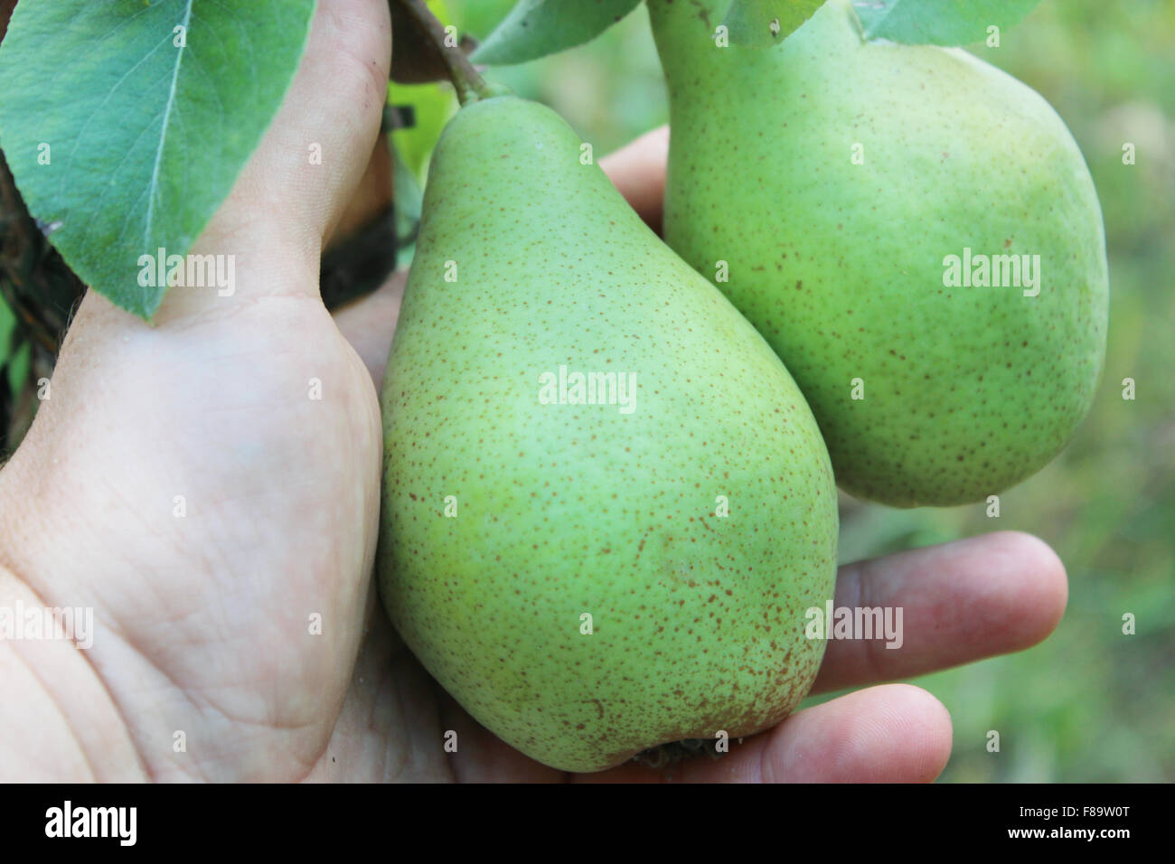 hand plucking the fruit of pear from branch Stock Photo - Alamy