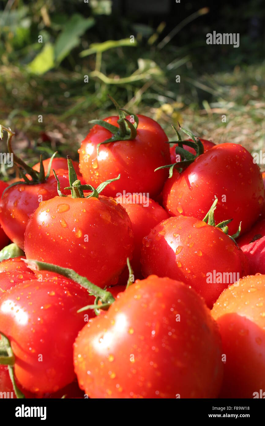The harvest is ripe hi-res stock photography and images - Alamy