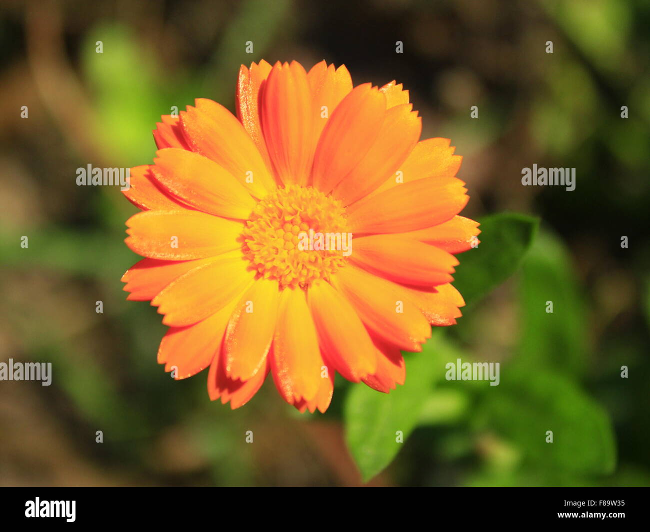 beautiful flower of yellow herbal calendula in the bed Stock Photo - Alamy