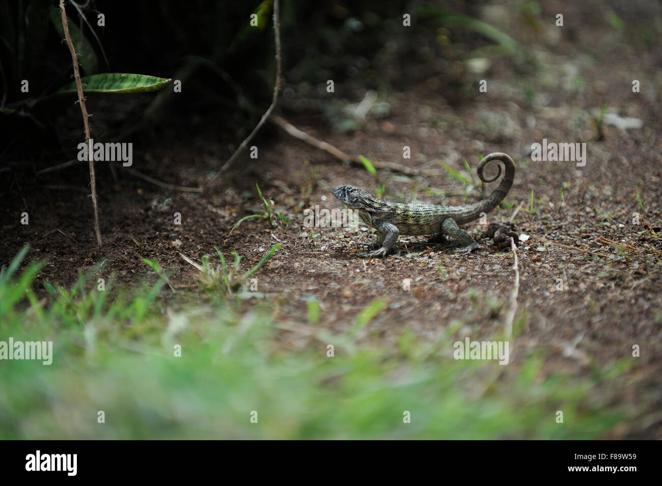 Crawling under tree hi-res stock photography and images - Alamy