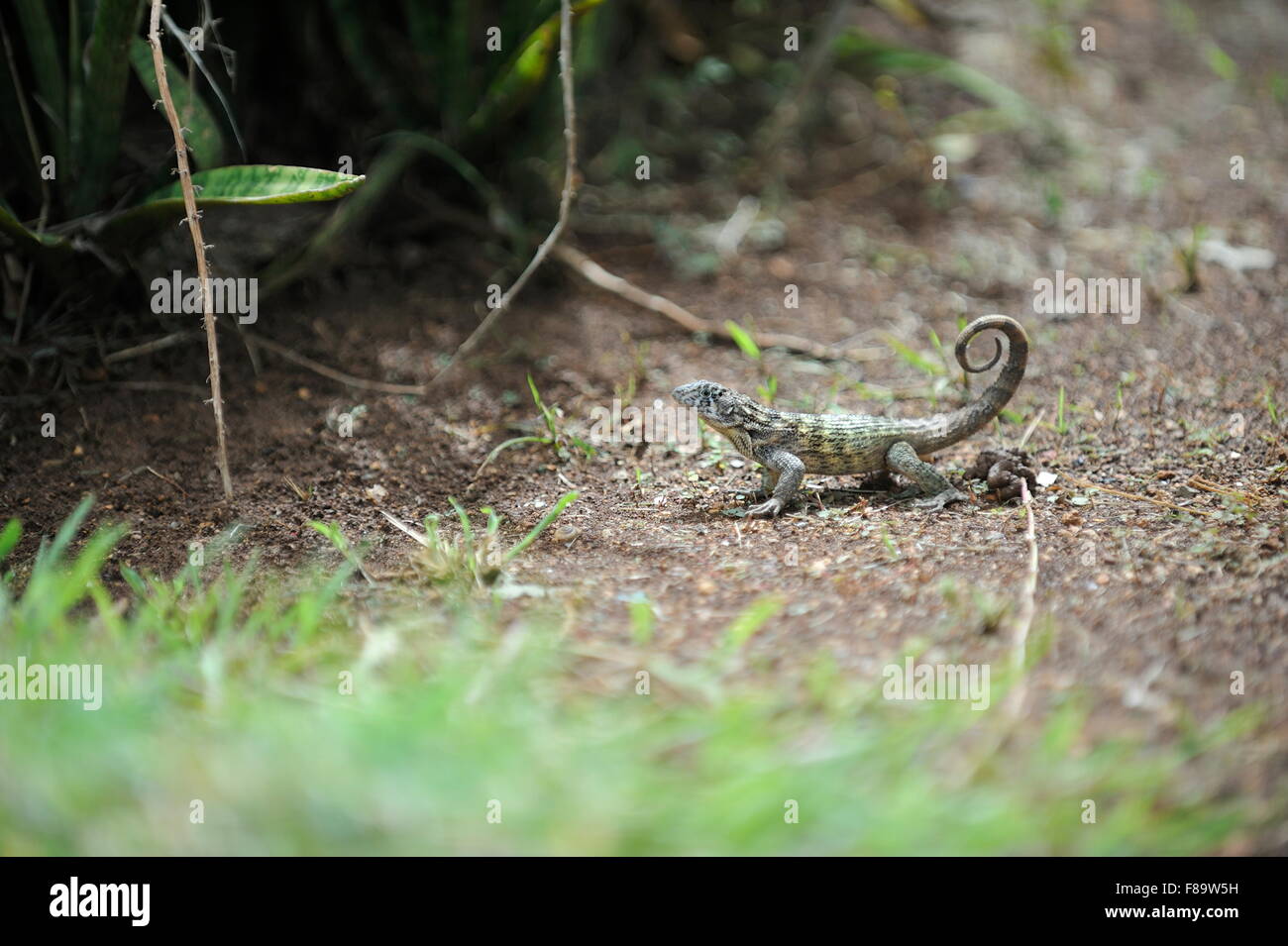 Common grey lizard is warming under the sun Stock Photo - Alamy