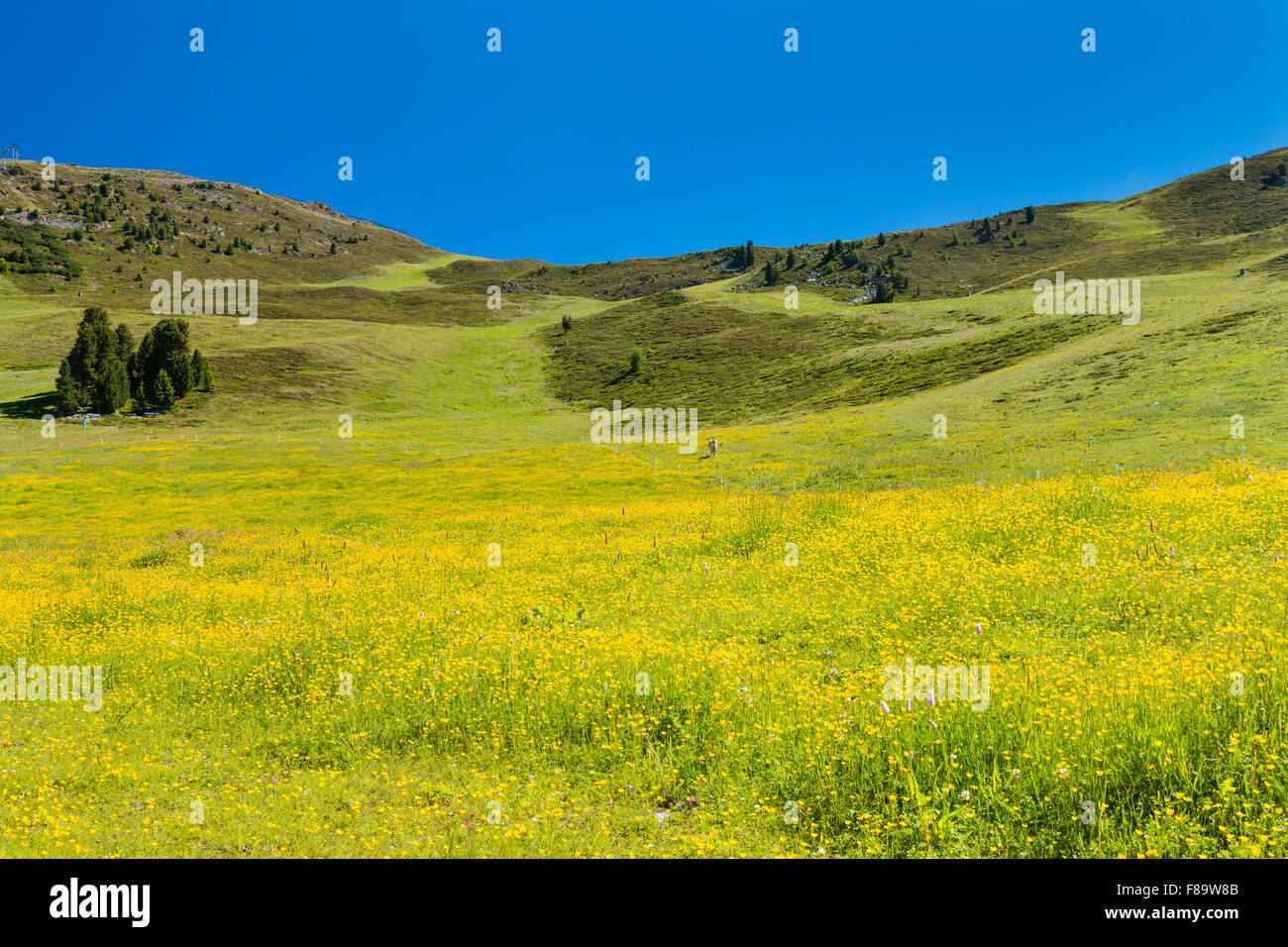 Austria tyrol meadow mountains flowers hi-res stock photography and ...
