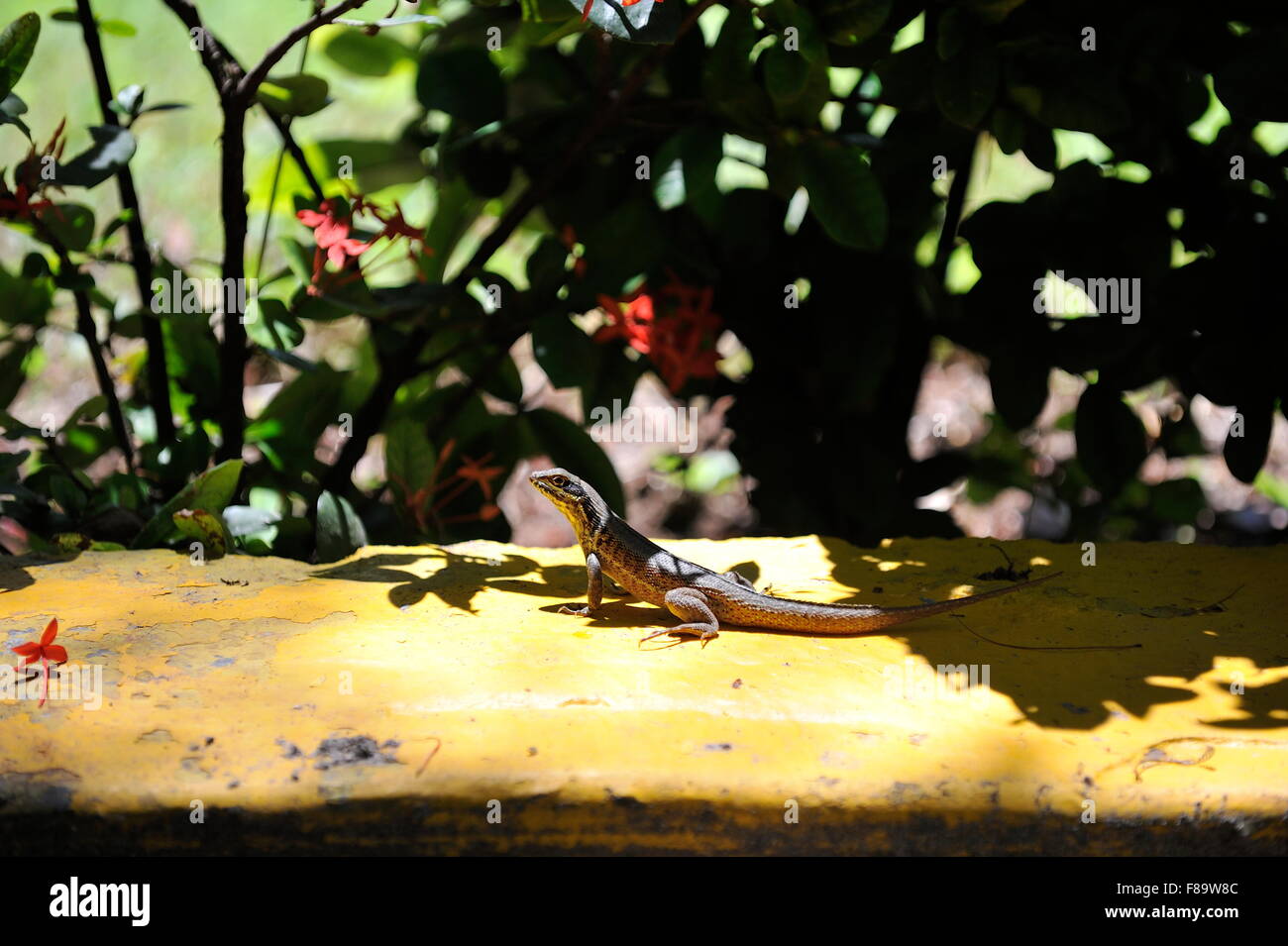 Common grey lizard Stock Photo - Alamy