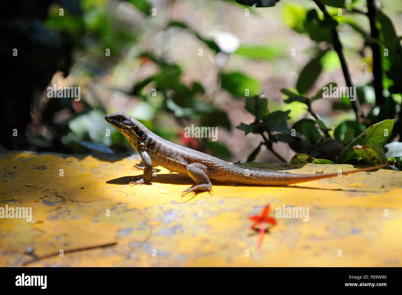 Horned tree lizard hi-res stock photography and images - Alamy