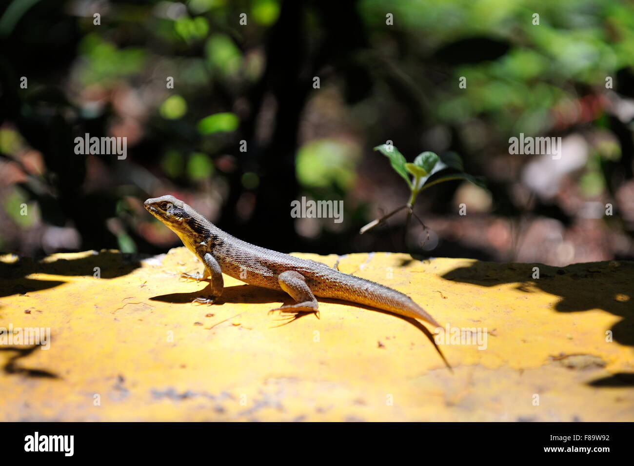 Pseudocalotes microlepis hi-res stock photography and images - Alamy