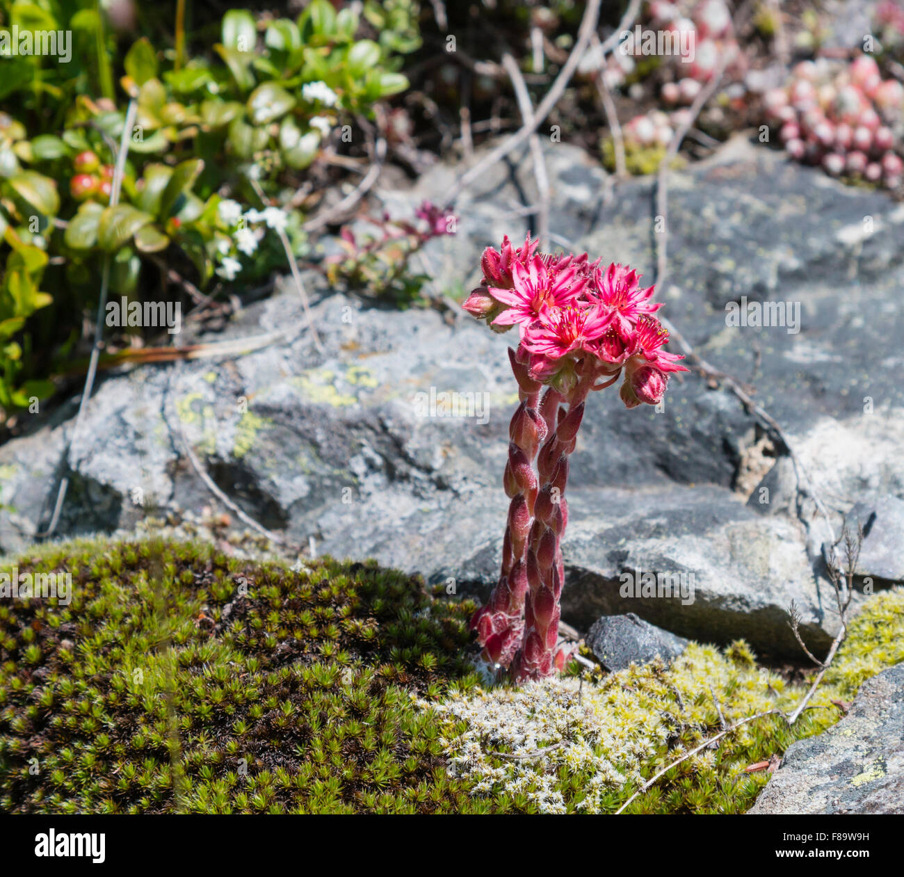 Houseleek flower hi-res stock photography and images - Alamy