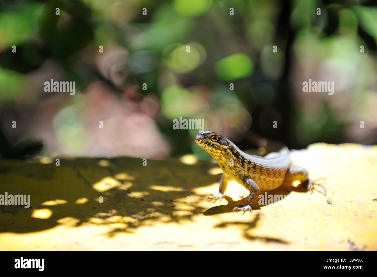 Common grey lizard Stock Photo - Alamy