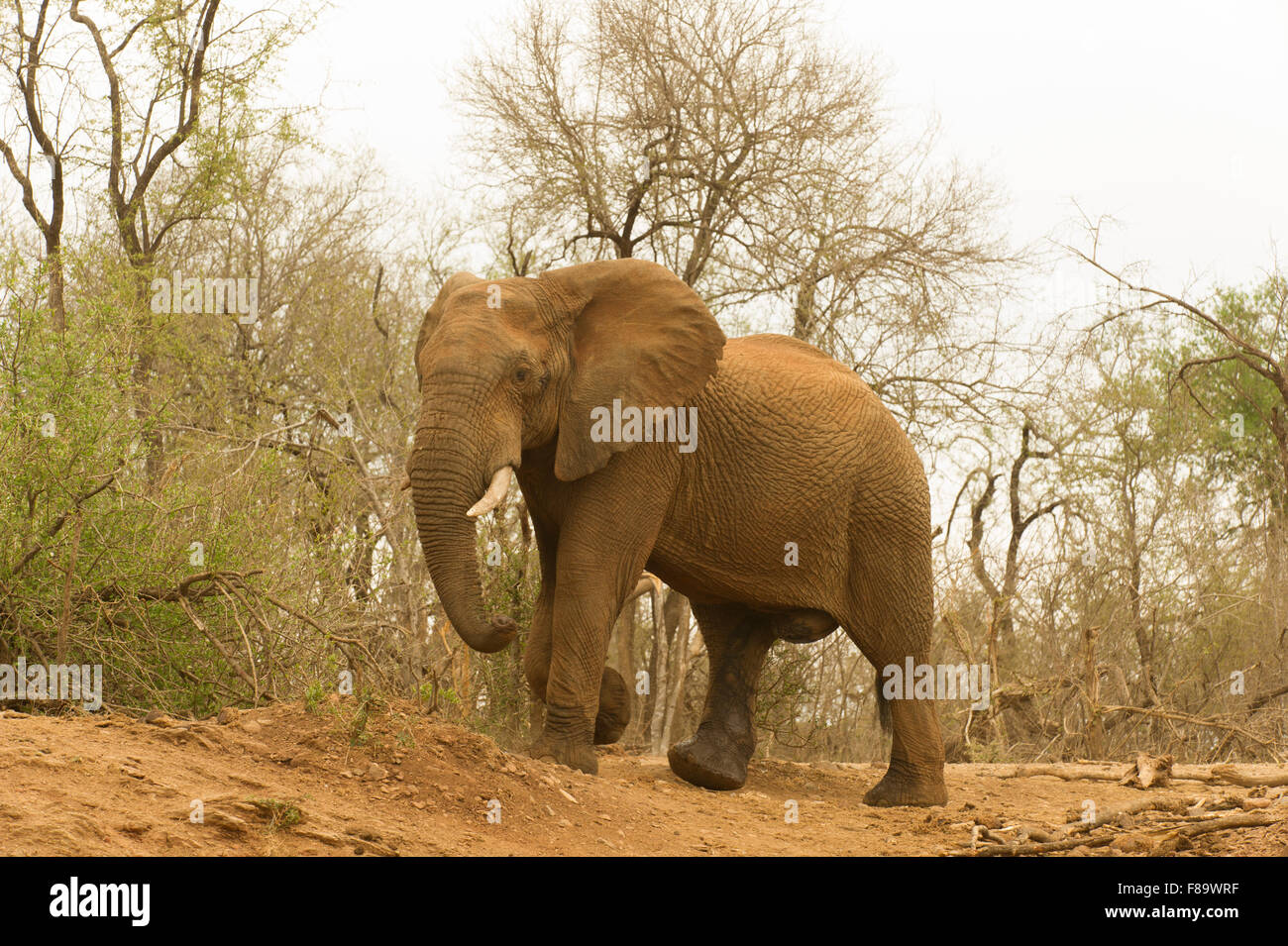 African bull Elephant Stock Photo - Alamy
