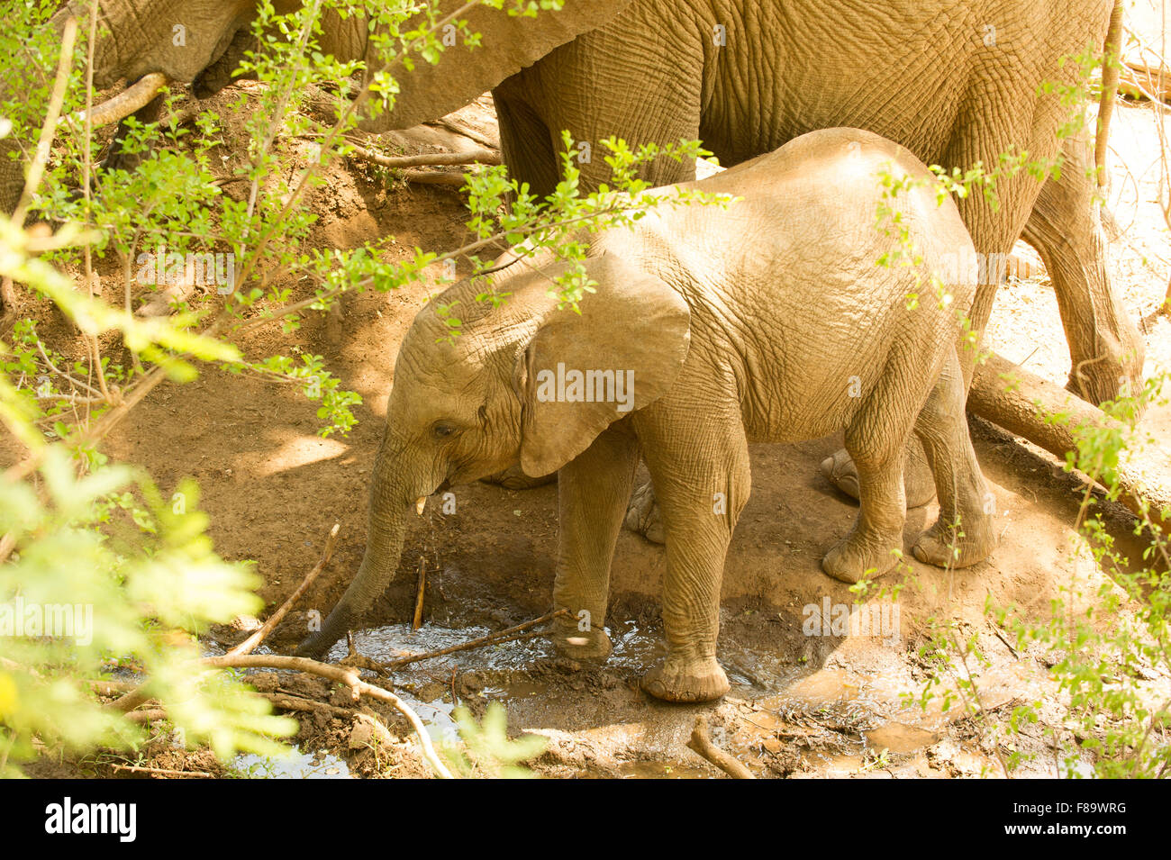 African Elephant calf Stock Photo - Alamy