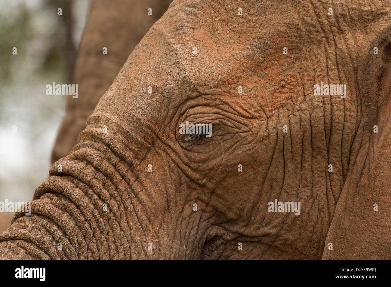 African Elephant looking Stock Photo - Alamy