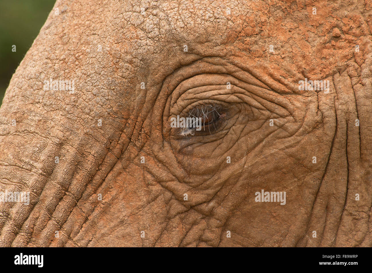 African Elephant eye Stock Photo - Alamy