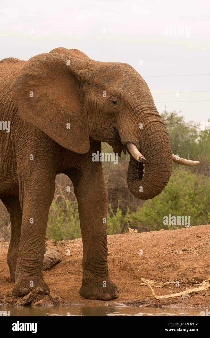 African Elephant drinking Stock Photo - Alamy