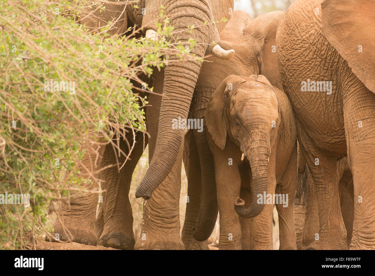 Four African Elephants Stock Photo - Alamy