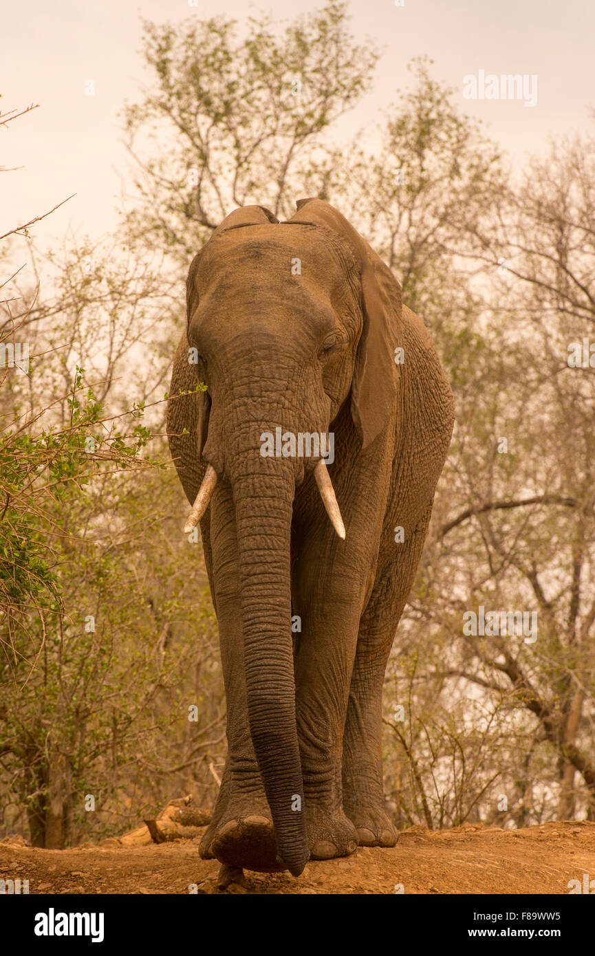 African Elephant bull Stock Photo - Alamy