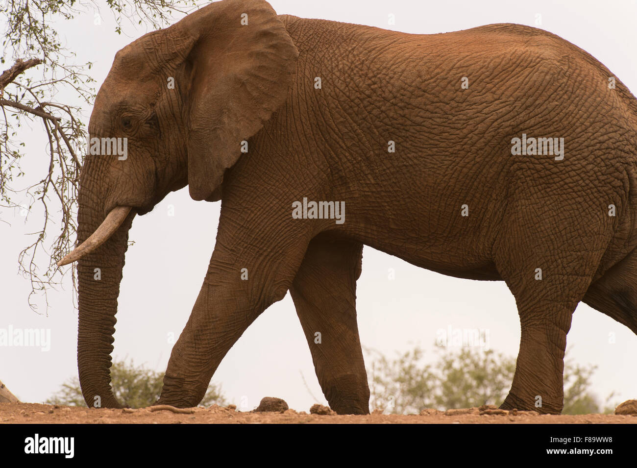 African Elephant Bull Stock Photo - Alamy