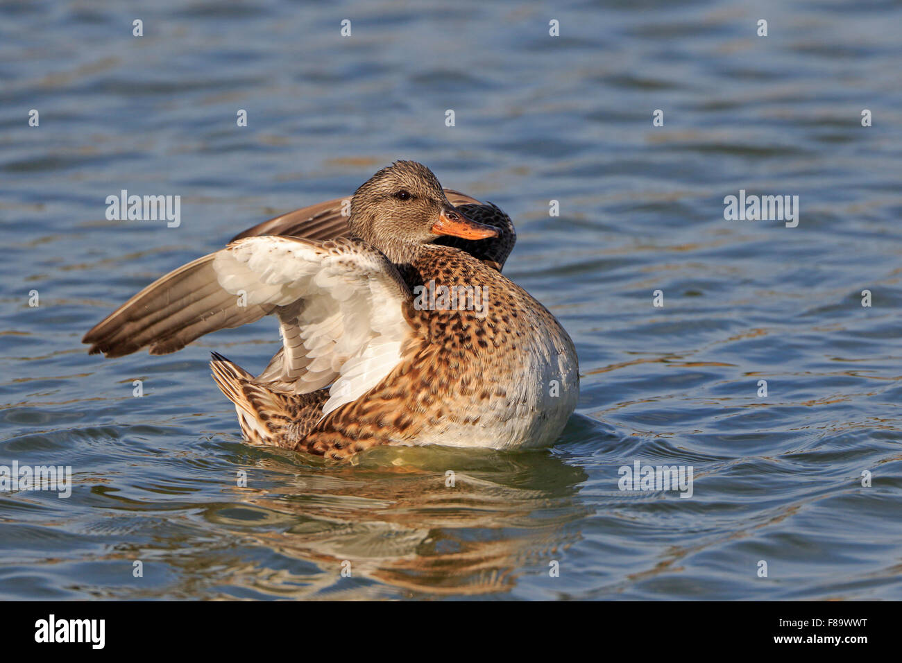 Flapping Wing High Resolution Stock Photography and Images - Alamy