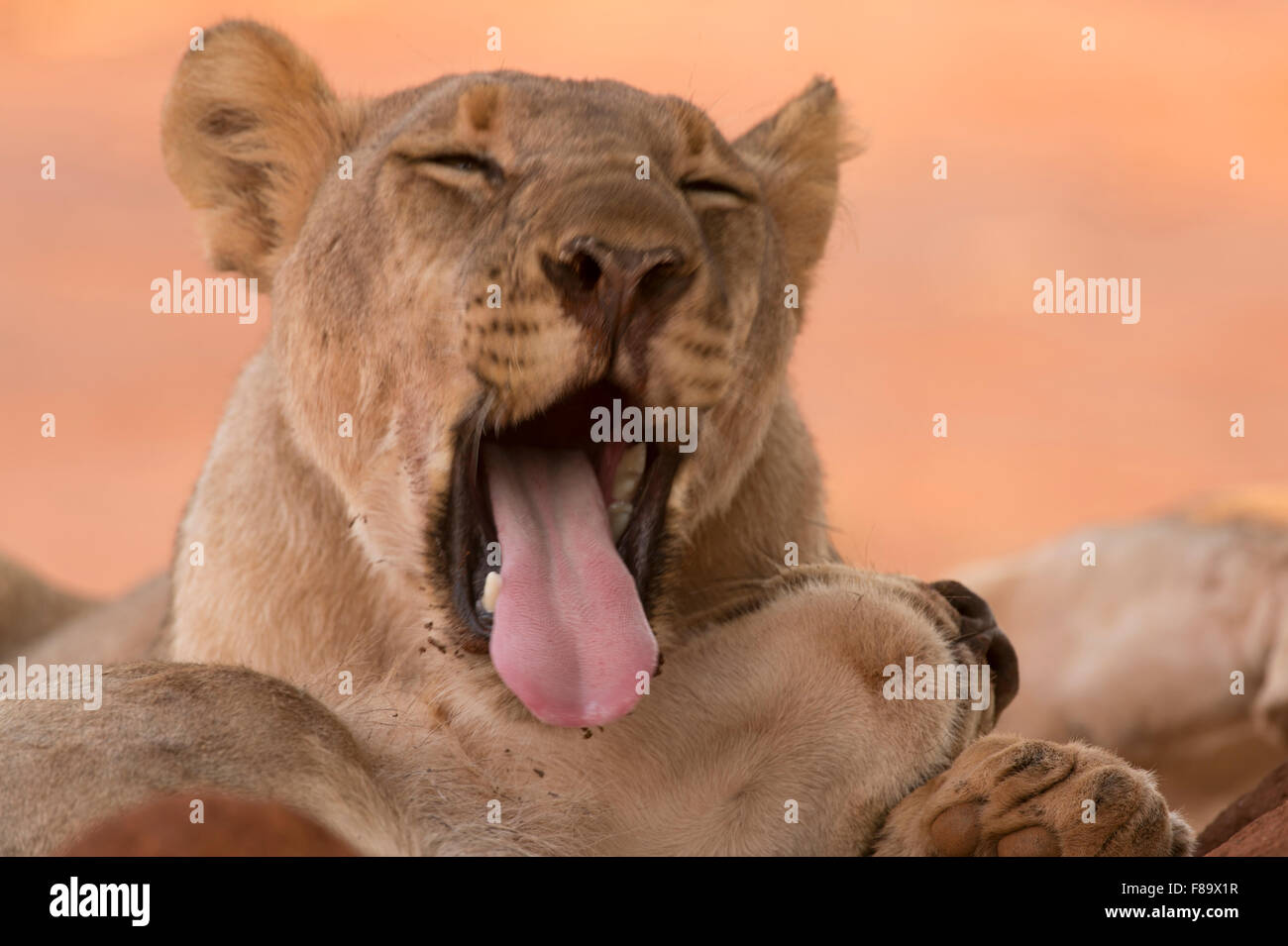 Lioness yawn hi-res stock photography and images - Alamy