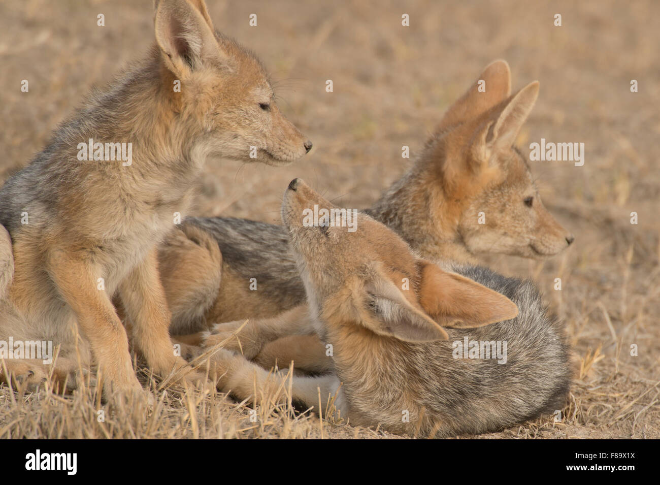 Black backed Jackal pups Stock Photo - Alamy