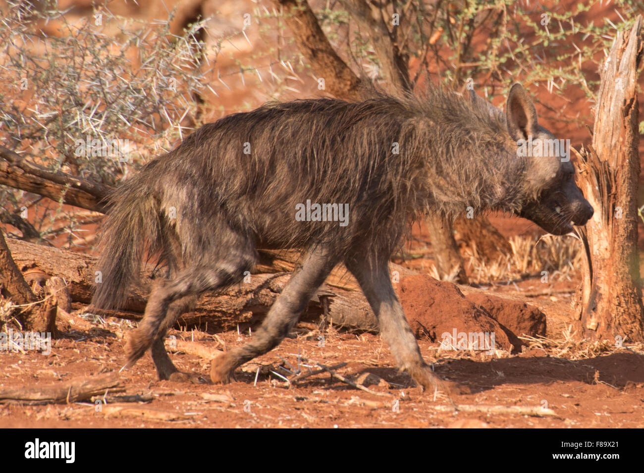 Brown Hyaena walking Stock Photo - Alamy