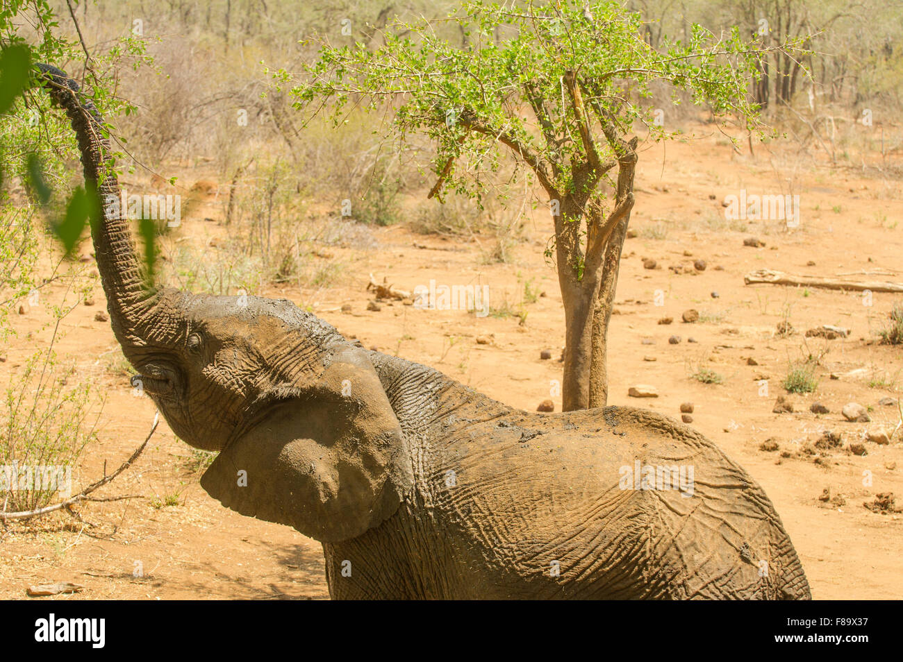 African Elephant stretching Stock Photo - Alamy