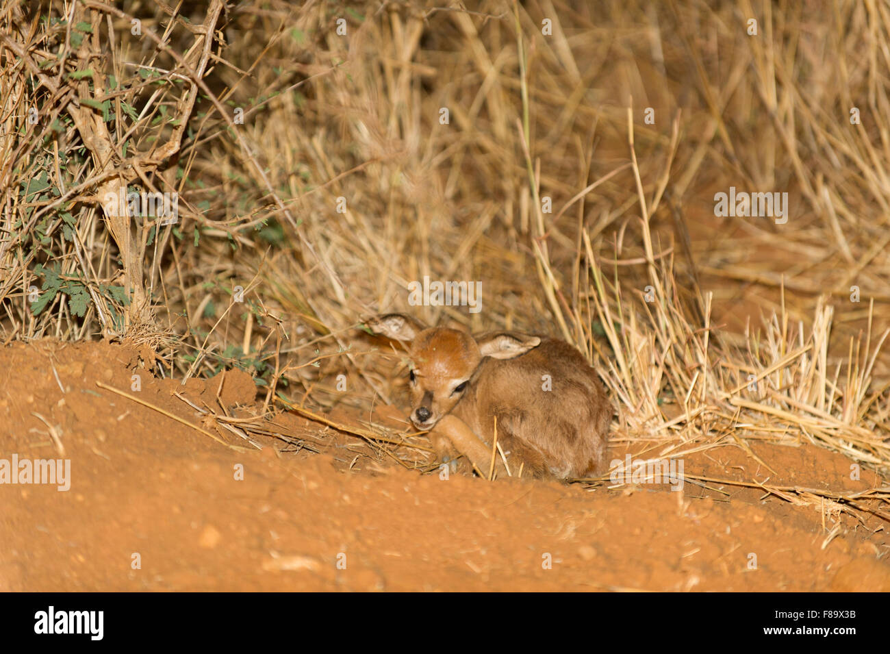 Steenbok (Raphicerus campestris) baby calf lying next to a road where ...