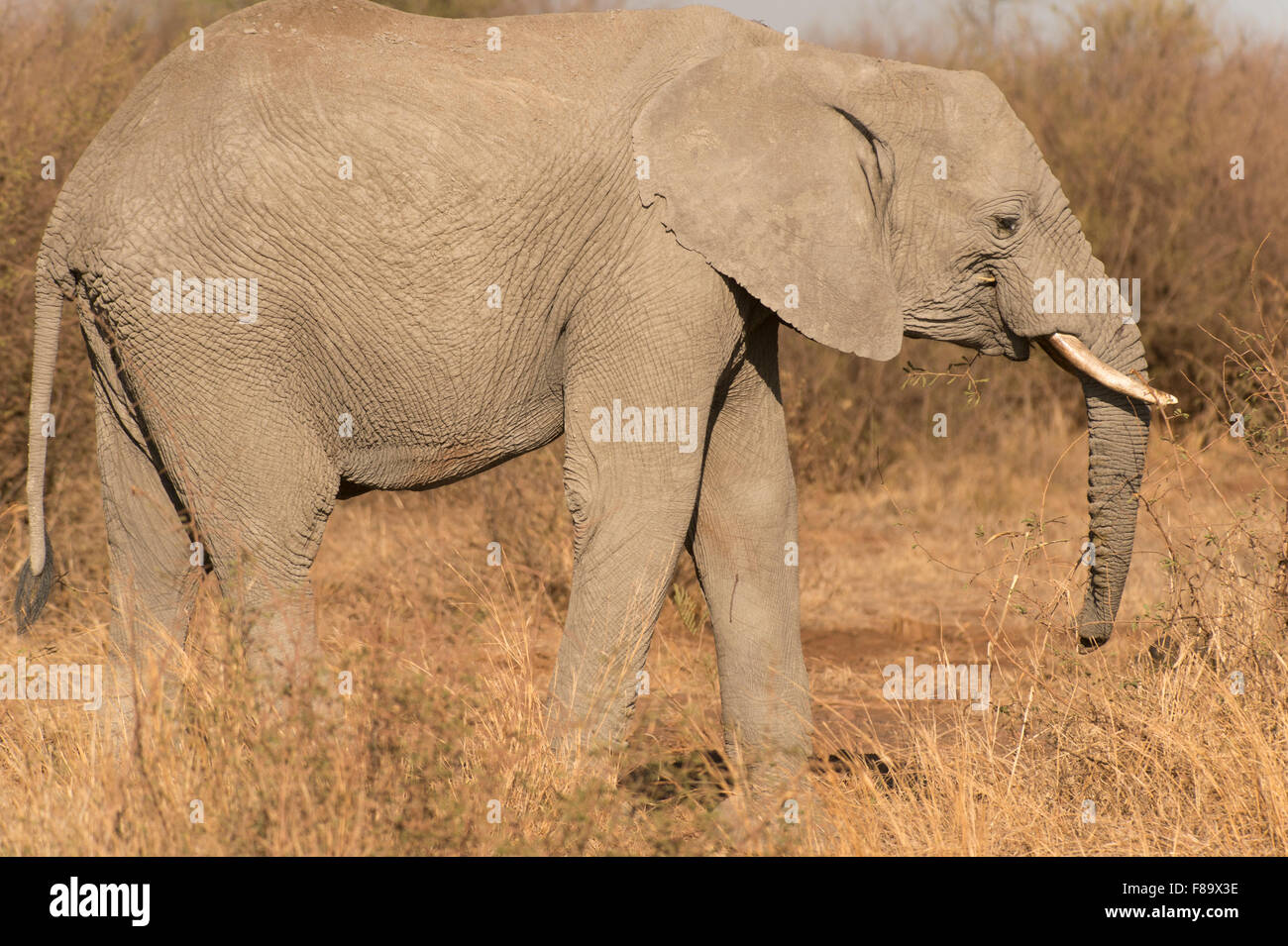 Elephant characteristics hi-res stock photography and images - Alamy