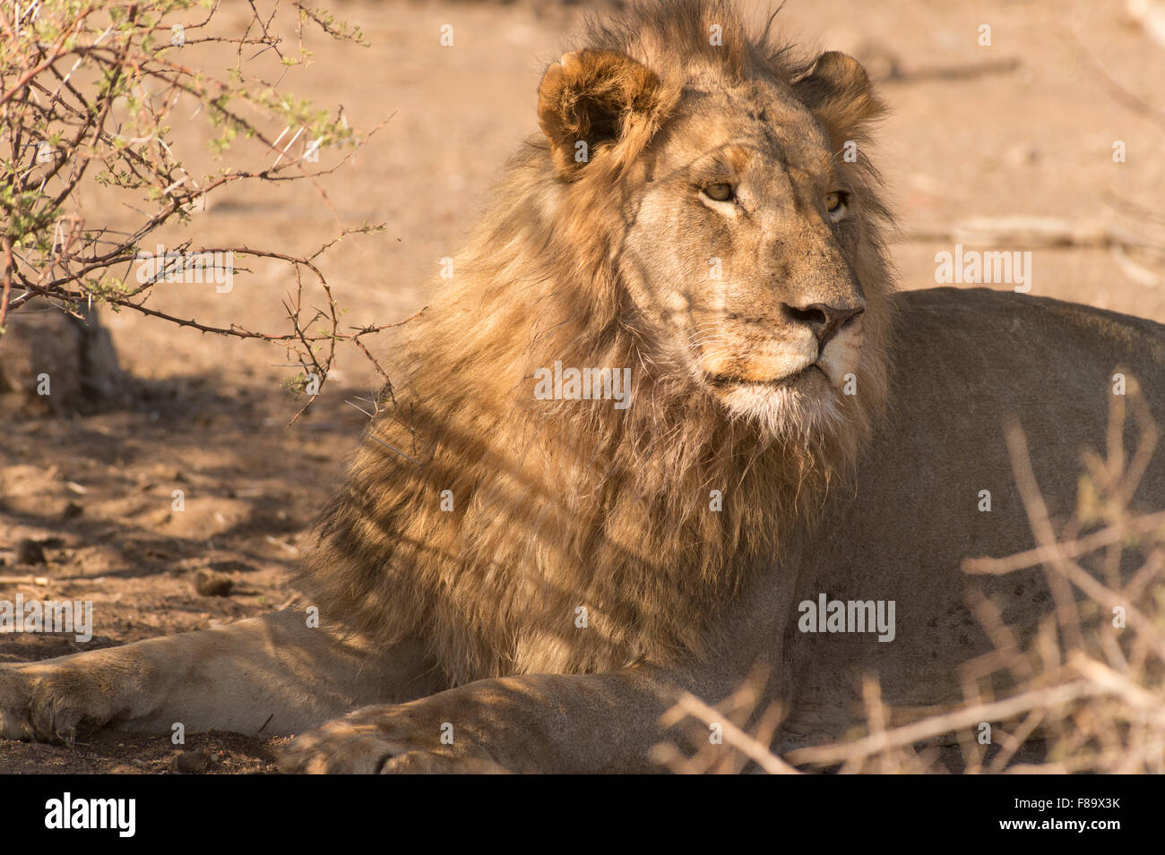 Lion in shade Stock Photo - Alamy