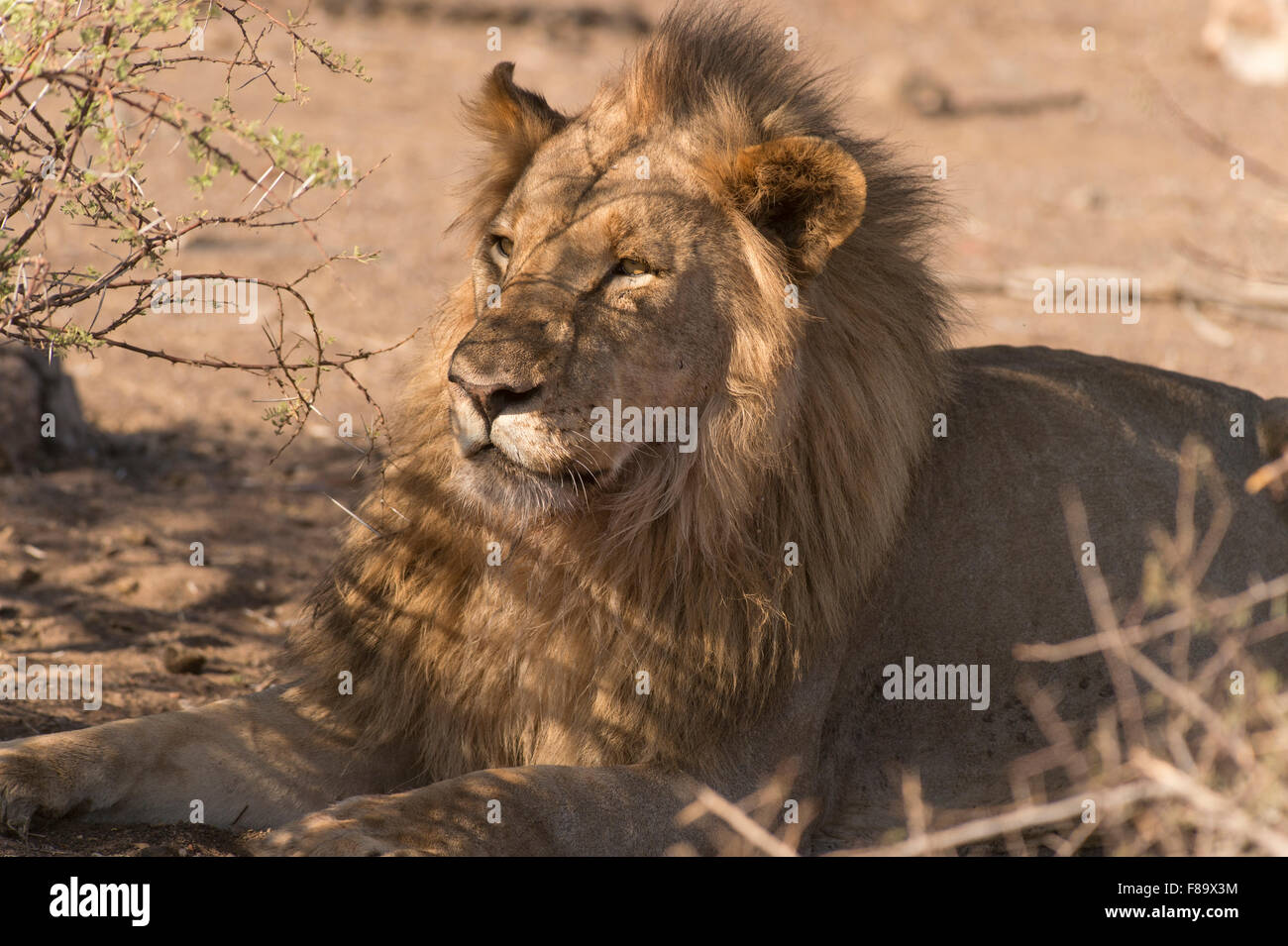 Lion in shade Stock Photo - Alamy