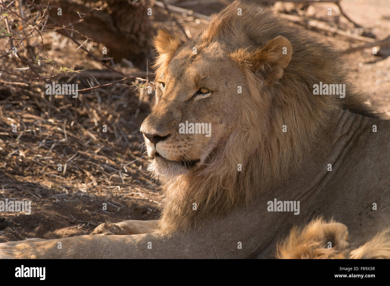 Lion looking right Stock Photo - Alamy
