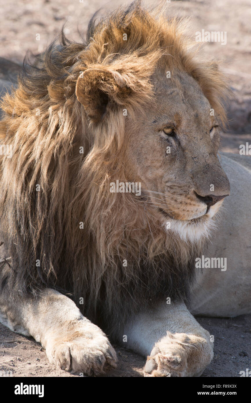 Lion looking left hi-res stock photography and images - Alamy