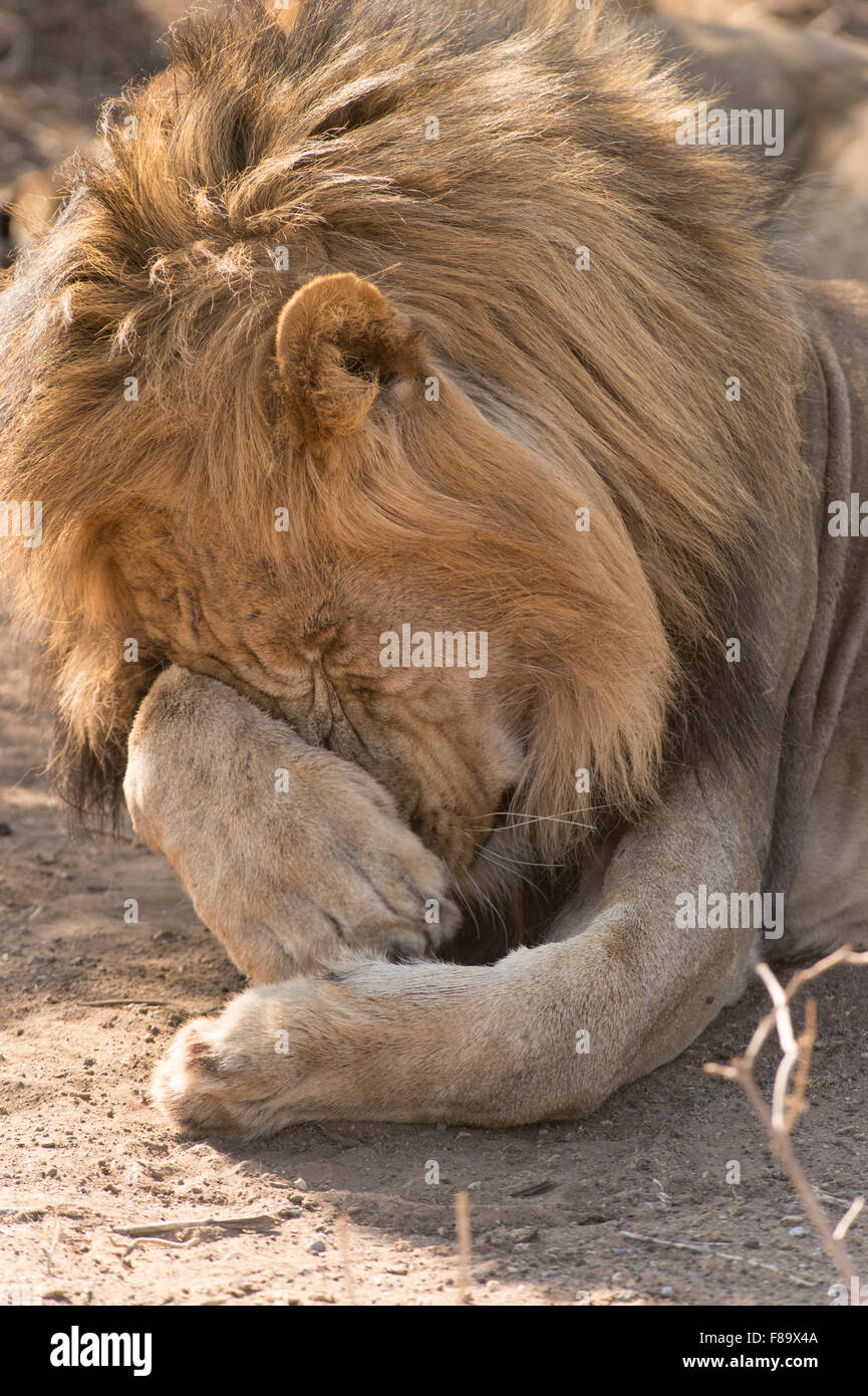 Male lion rubbing face Stock Photo - Alamy