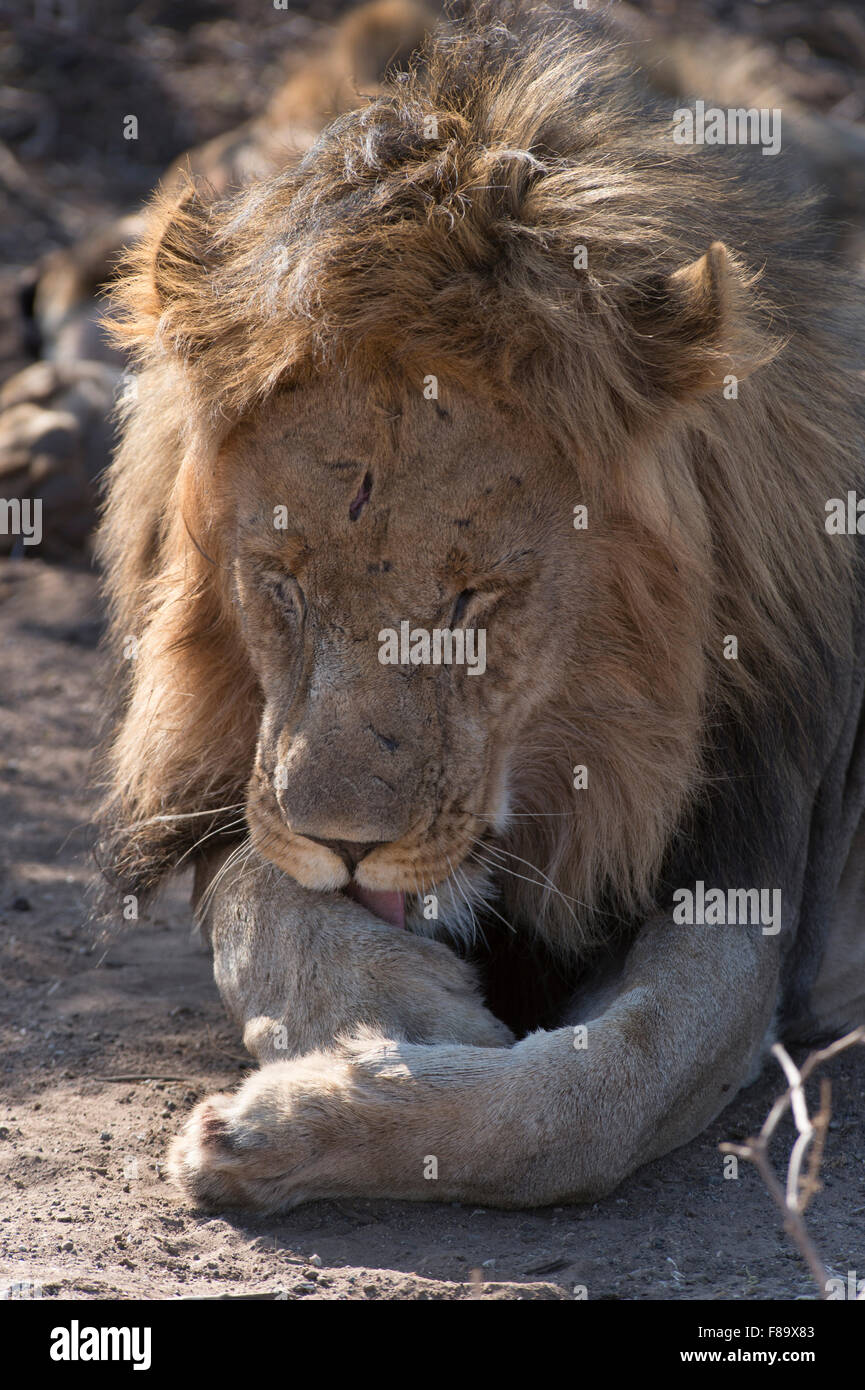 Male lion licking foot Stock Photo - Alamy