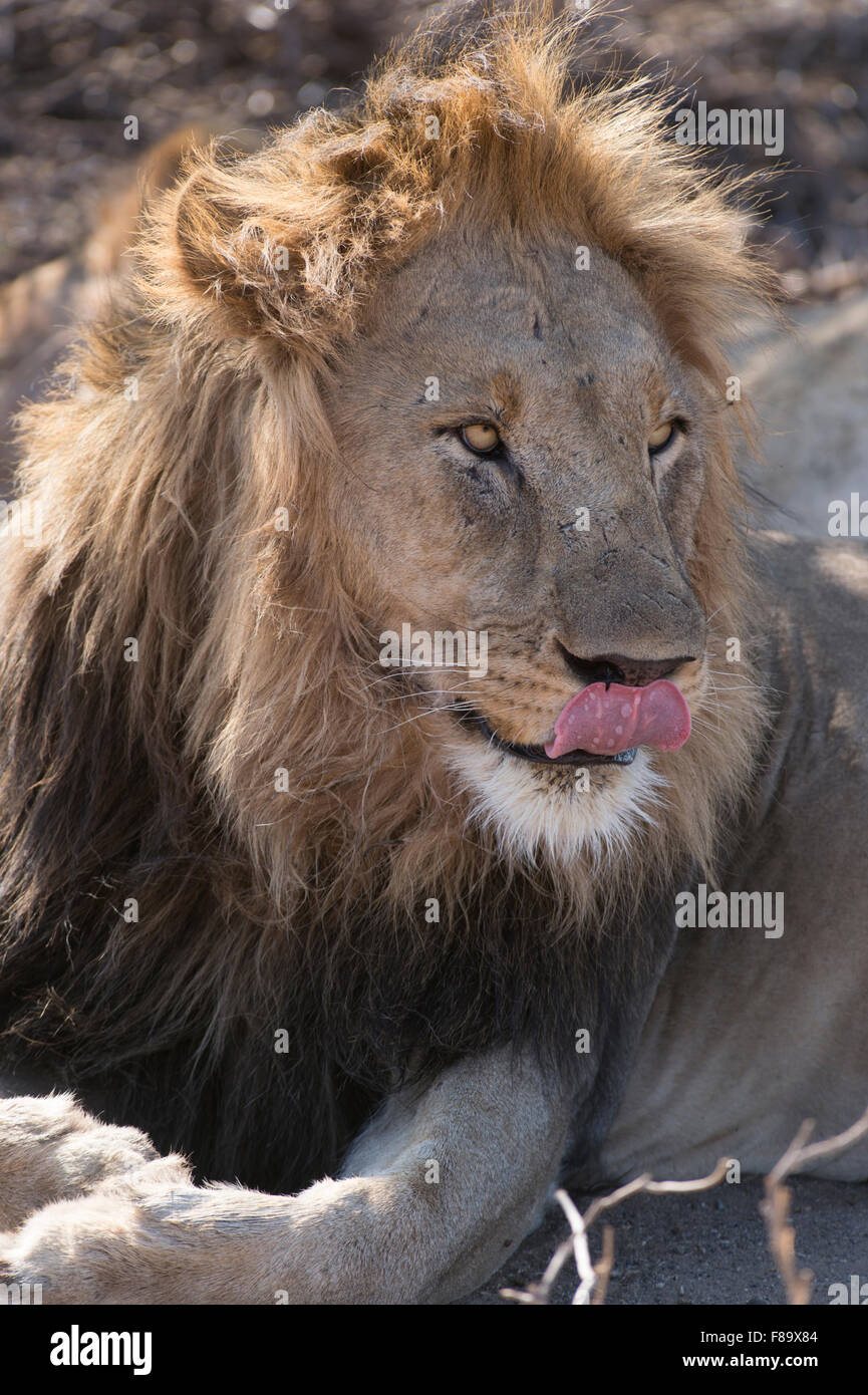 Male lion sitting Stock Photo - Alamy