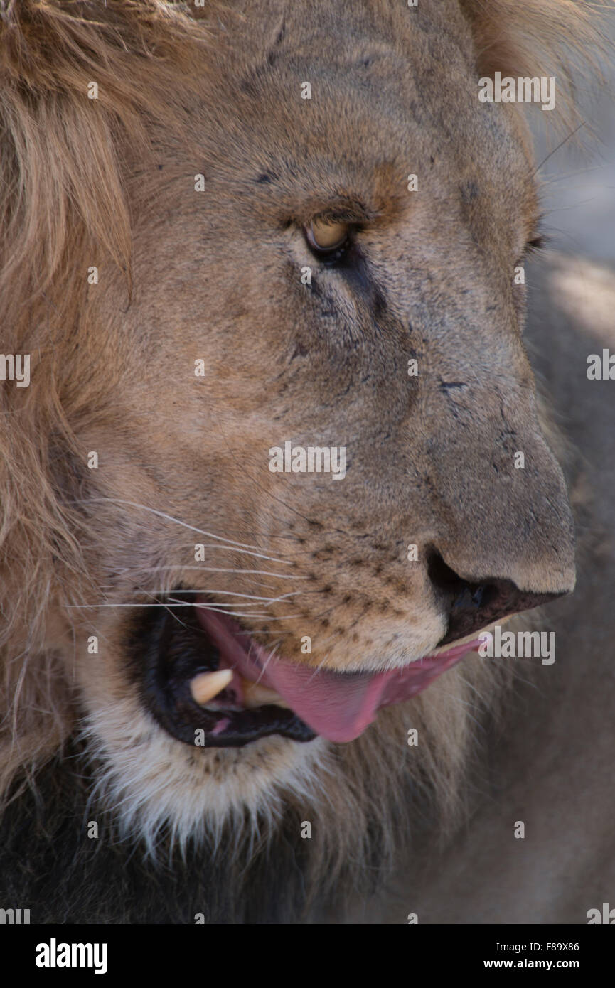 Male lion close up Stock Photo - Alamy