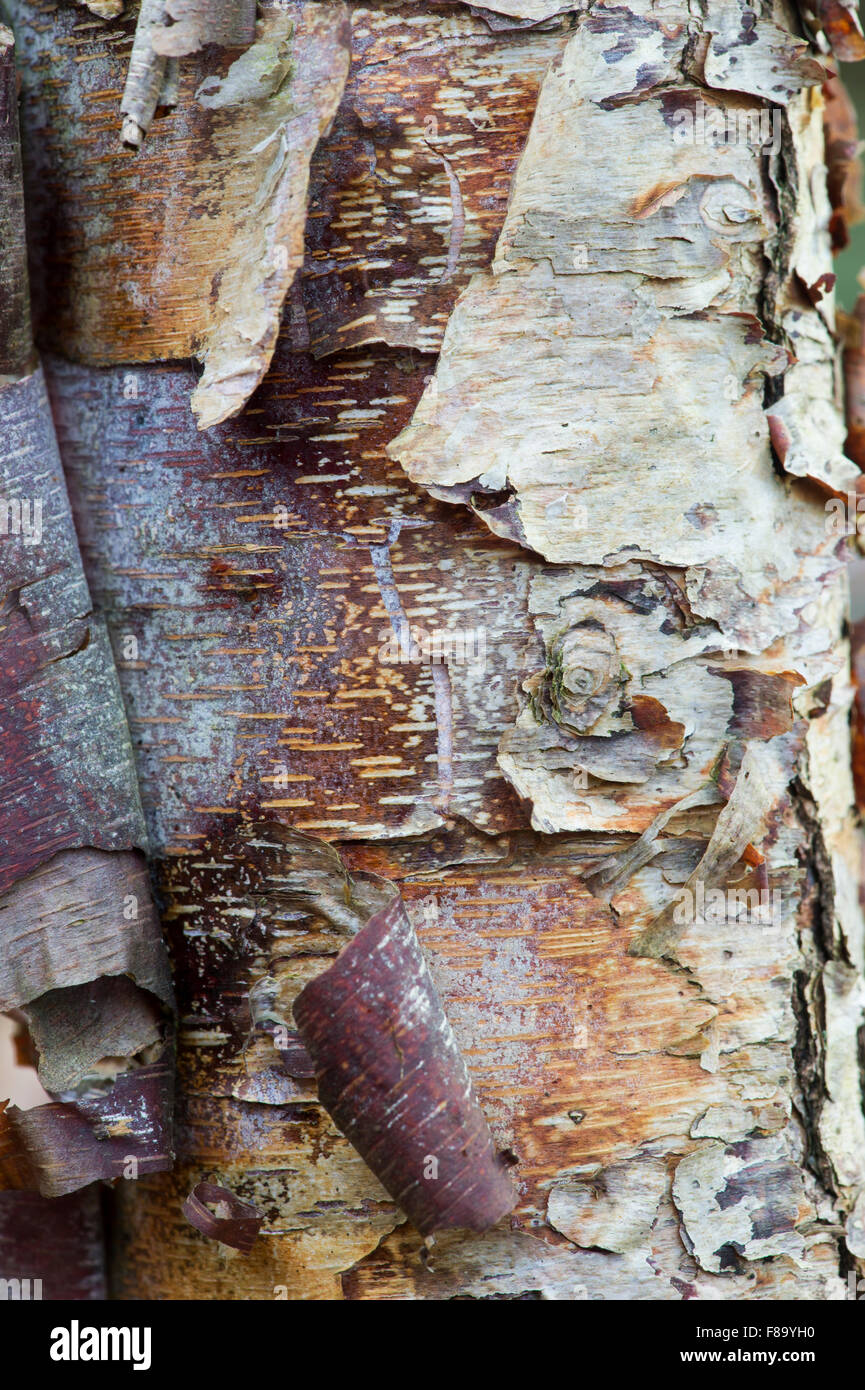 Betula nigra 'Little King'. River birch tree bark in autumn Stock Photo ...