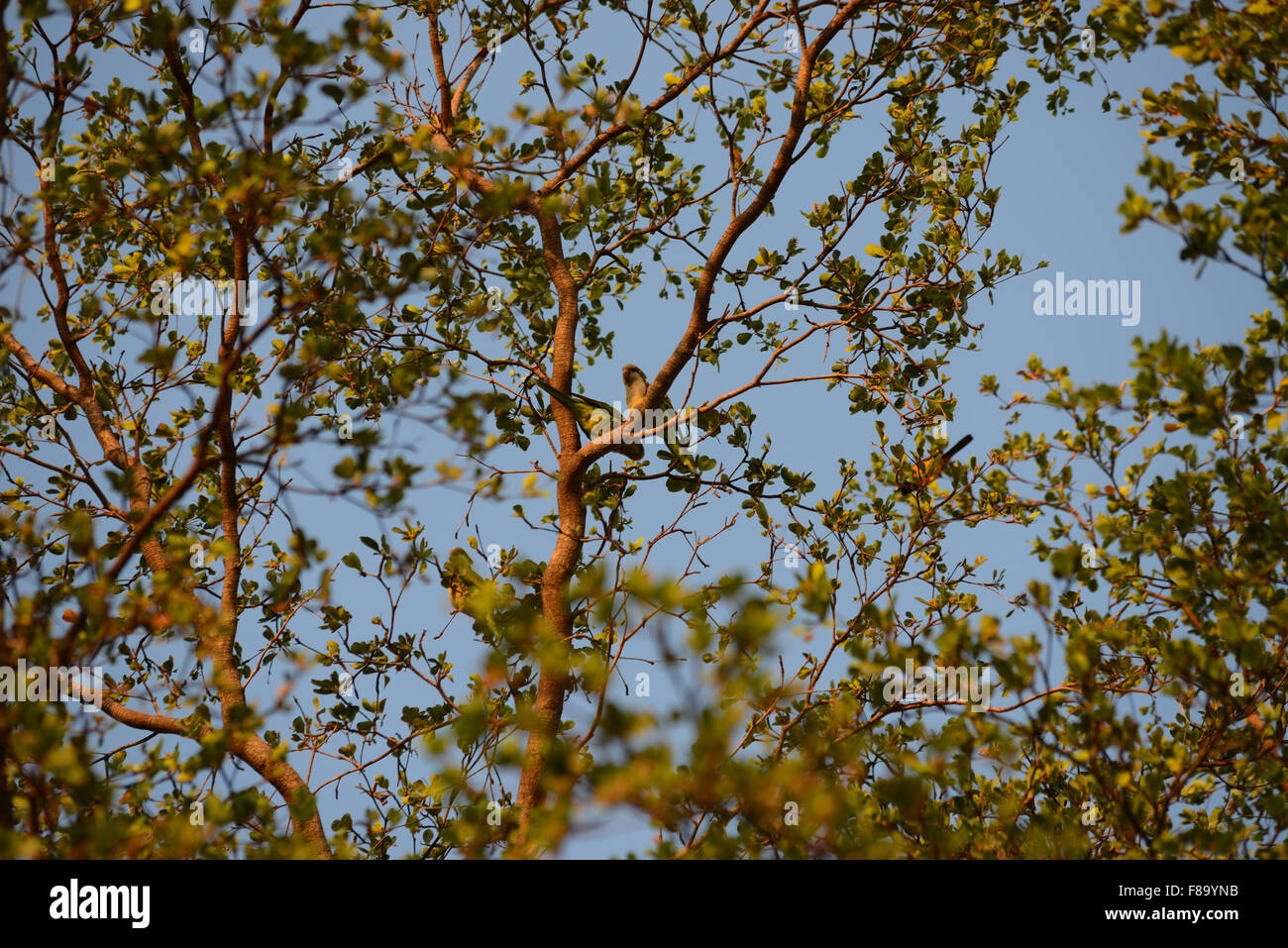 Quaker parrot hi-res stock photography and images - Alamy