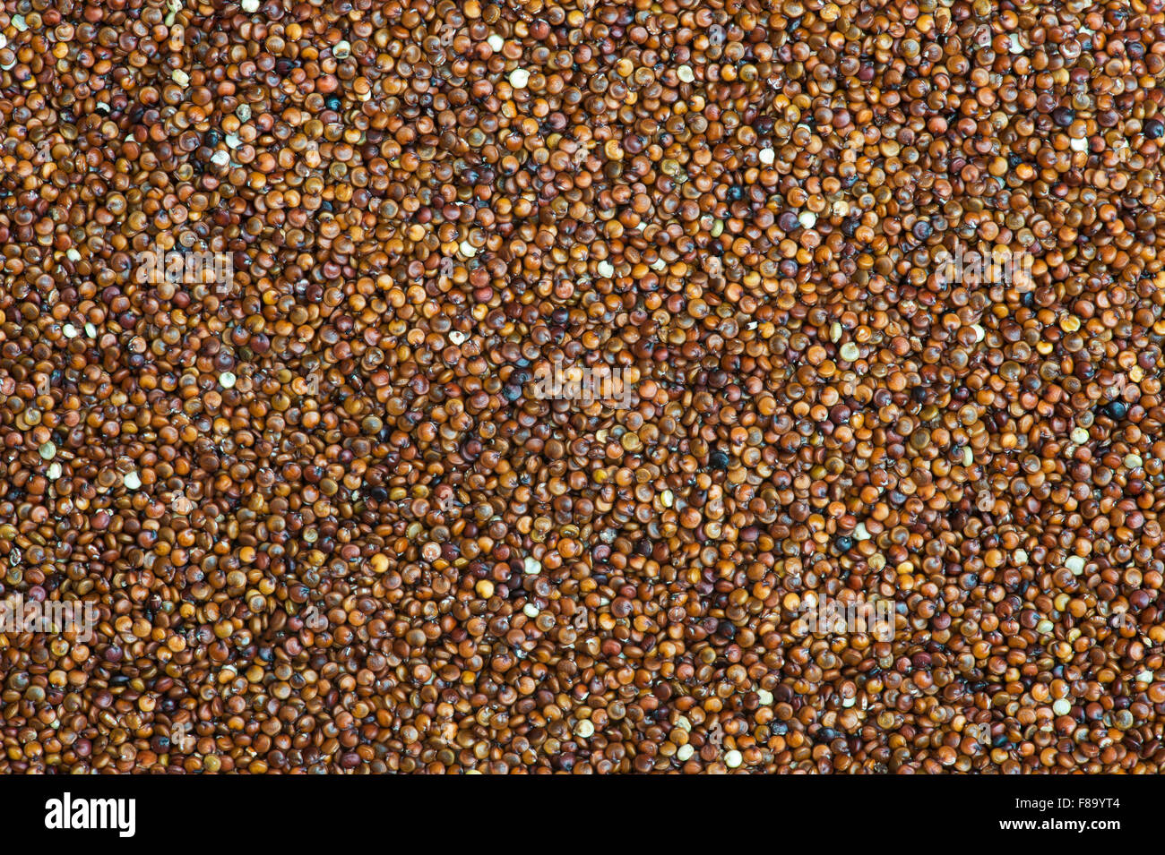 Red Quinoa seeds Stock Photo - Alamy