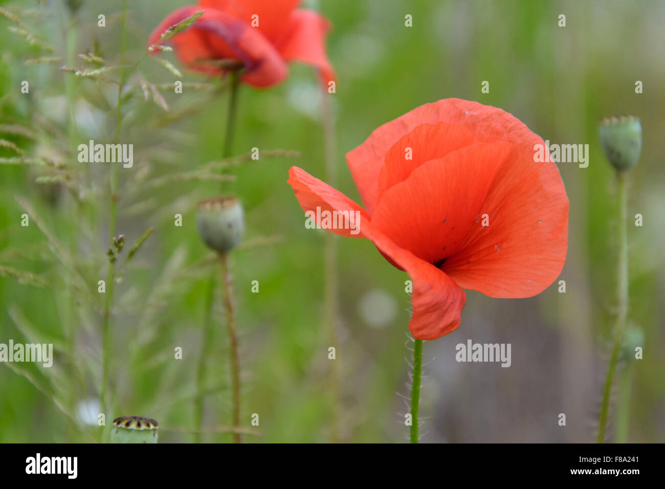 Wild red poppy Stock Photo - Alamy