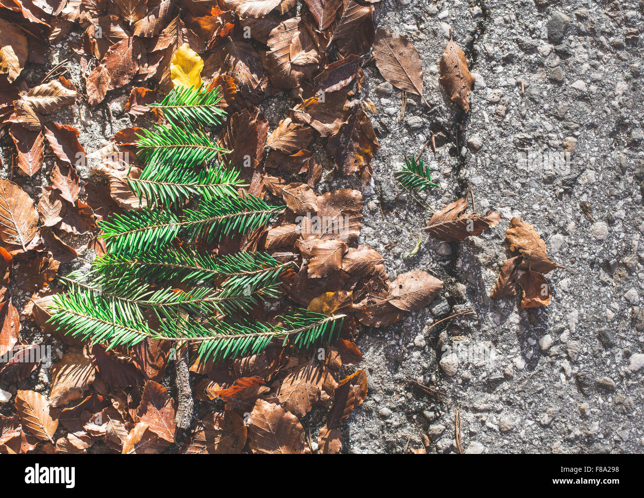 Miniature leaf forest plant hi-res stock photography and images - Alamy