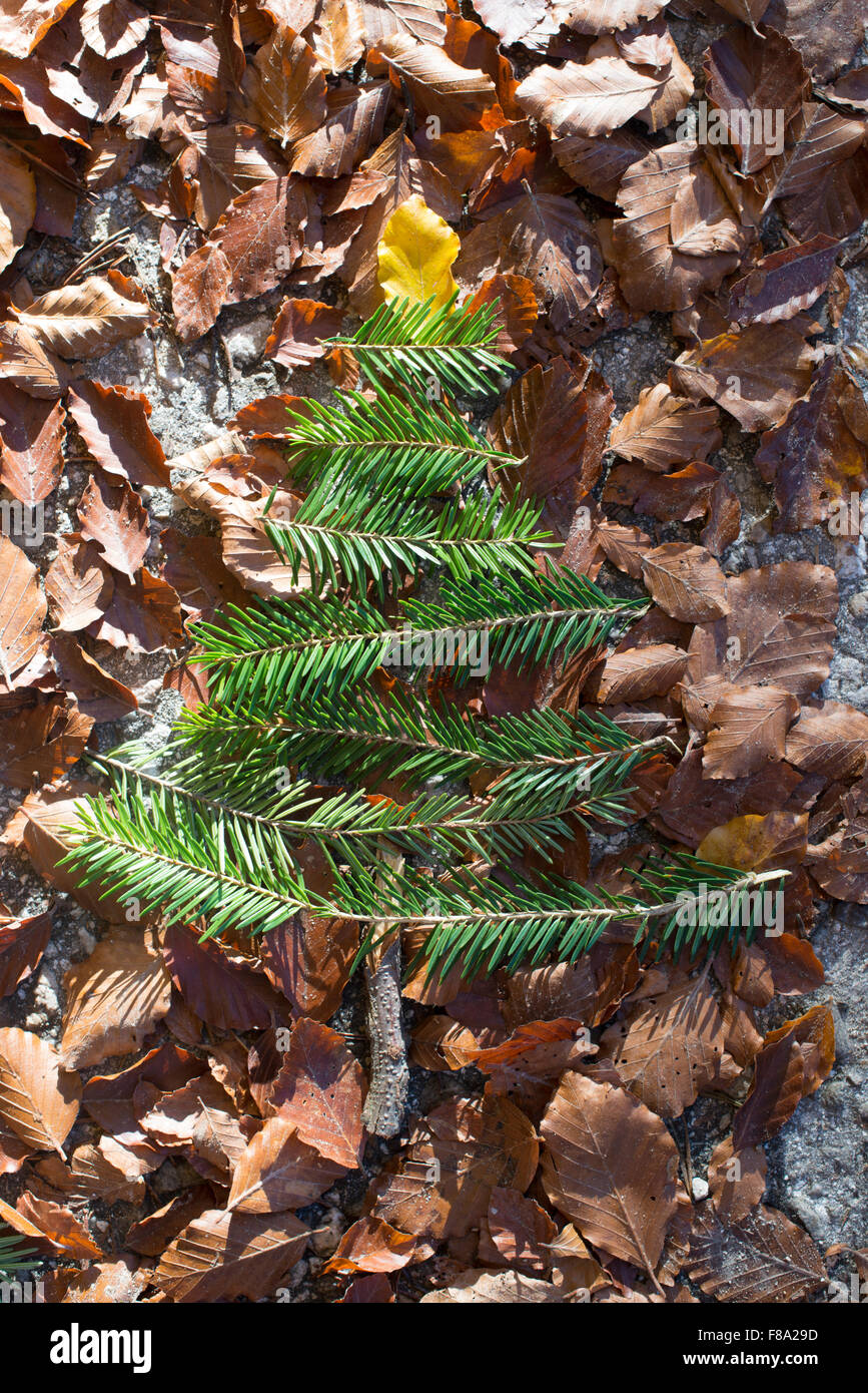 Miniature leaf forest plant hi-res stock photography and images - Alamy