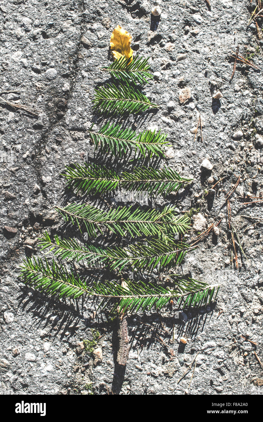 Pine tree miniature on autumn leaves Stock Photo - Alamy