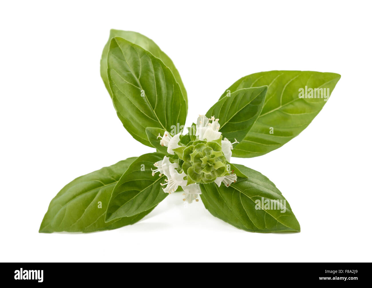 Basil with flowers isolated on white background Stock Photo - Alamy