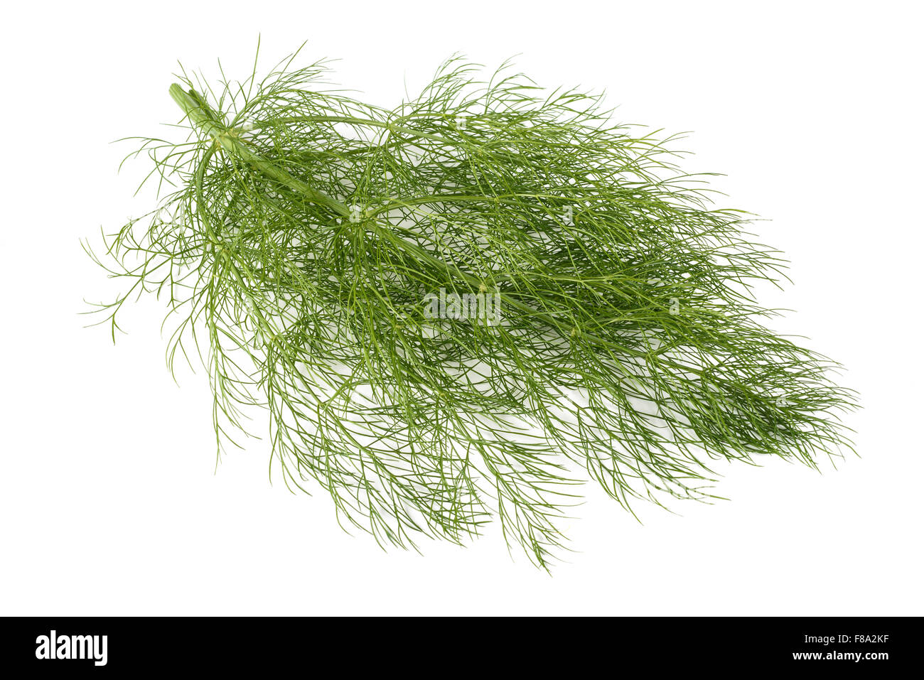Fresh dill isolated on white background Stock Photo - Alamy